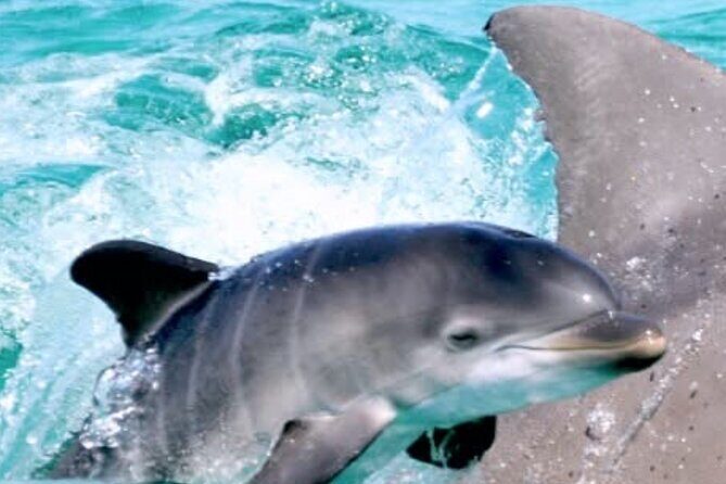 Dolphin Sunset Tour in Orange Beach - FAQ