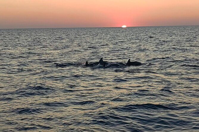 Dolphin & Sunset tour with Brijuni panorama - Who Should Consider This Tour?