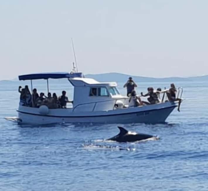 Dolphin tour 2 hours - Deep Dive: The Experience in Detail  