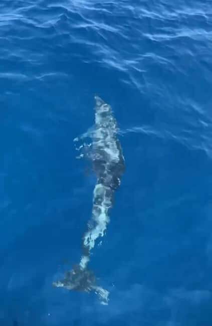 Dolphin tour 2 hours - FAQ  