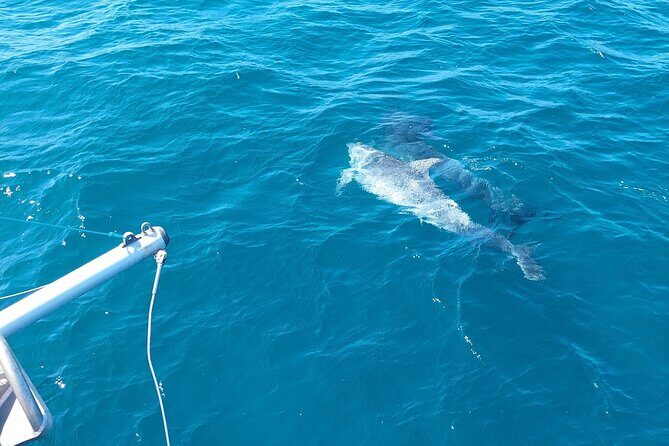 Dolphin trips on a catamaran - FAQ