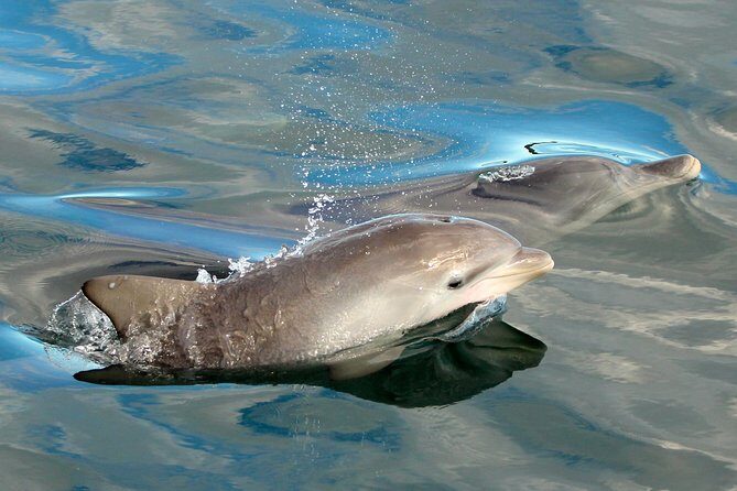 Dolphin Watch + Sailing - Port Stephens - Who Would Love This Tour?