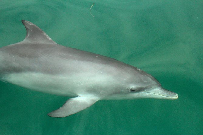 Dolphin Watch + Sailing - Port Stephens - FAQs