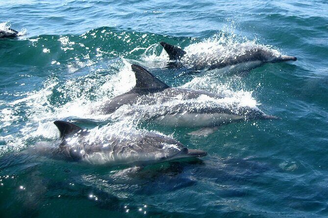 Dolphin Watching + 2 Islands Tour - From Faro - The Small Group Advantage