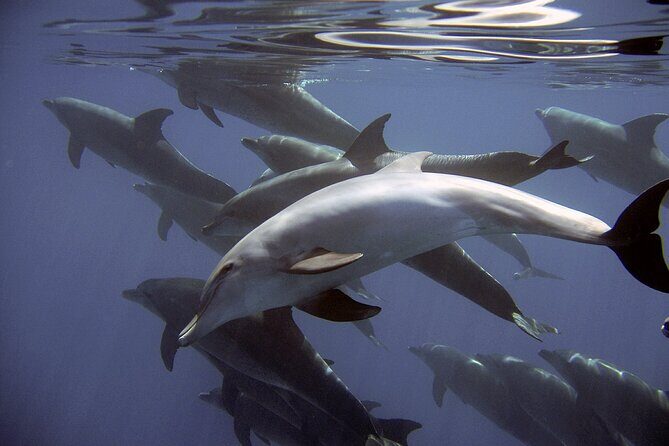 Dolphin Watching + 2 Islands Tour - From Faro - Why This Tour Is Worth It
