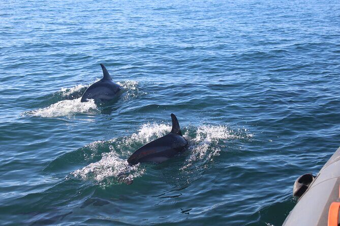 Dolphin Watching + 2 Islands Tour - From Faro - The Sum Up