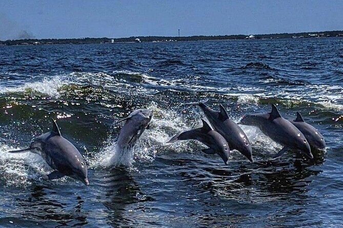 Dolphin Watching aboard the Cold Mil Fleet - Dolphin Watching aboard the Cold Mil Fleet: An Honest Review