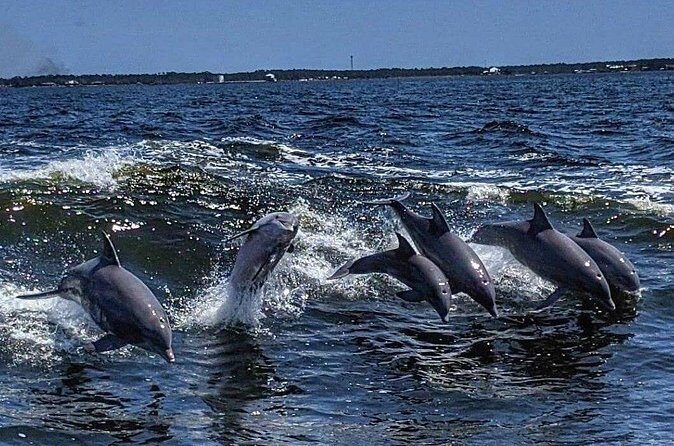 Dolphin Watching aboard the Cold Mil Fleet - The Sum Up