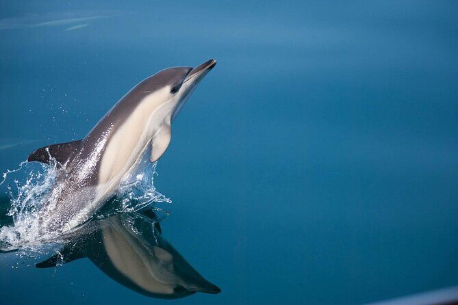 Dolphin Watching Adventure in Estepona Bay - The Authenticity and Value of This Tour