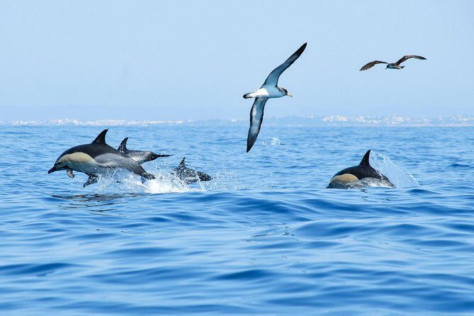 Dolphin Watching and Cave Boat Cruise from Albufeira - FAQ