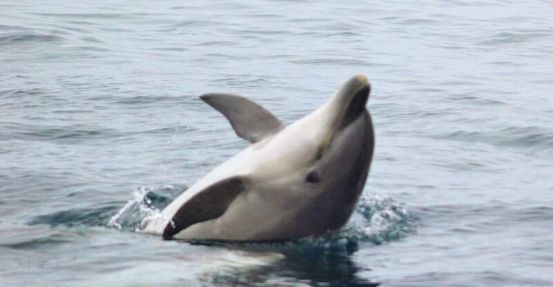 Dolphin Watching and Local Caves - Key Points