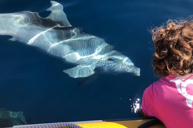 Dolphin watching and snorkeling in Figarolo - Discover Sardinia’s Marine Treasures: Dolphin Watching and Snorkeling in Figarolo