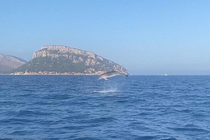 Dolphin Watching and Snorkeling in Figarolo in Sardinia - Why This Dolphin Watching and Snorkeling Tour Stands Out