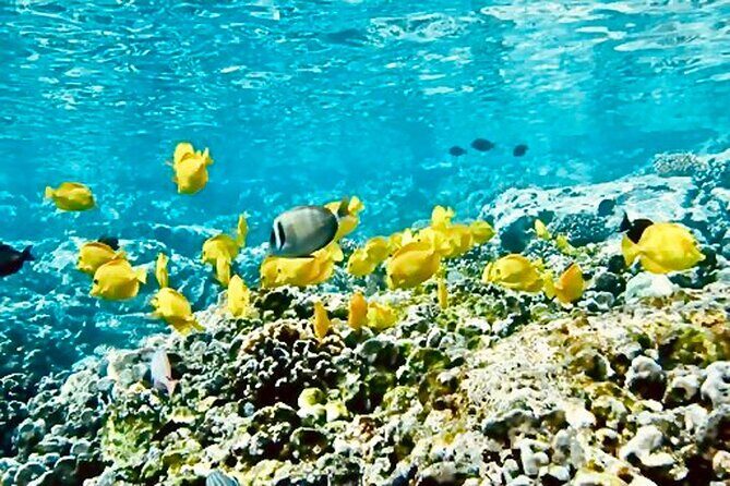 Dolphin Watching and Snorkeling on the West Coast of Oahu - Dolphin Watching and Snorkeling on the West Coast of Oahu