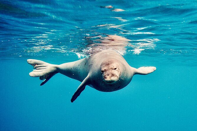 Dolphin Watching and Snorkeling on the West Coast of Oahu - The Sum Up