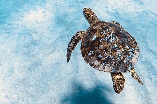 Dolphin Watching and Snorkeling on the West Coast of Oahu - FAQ