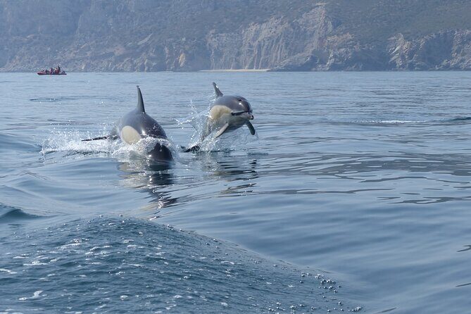 Dolphin Watching at the Arrabida (Lisbon region) - An In-Depth Look at the Dolphin Watching Experience