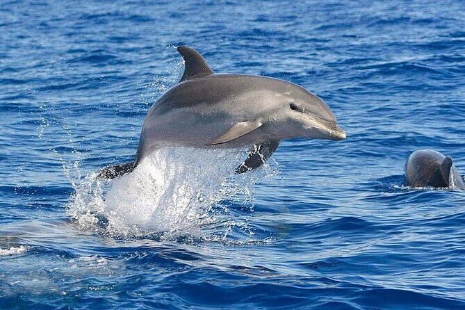 Dolphin Watching Boat Excursion to Figarolo Island from Olbia - Snorkeling and Swimming: An Underwater Playground  