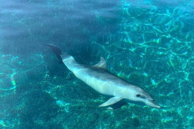 Dolphin Watching Boat Excursion to Figarolo Island from Olbia - The Guides and Crew: Experts on the Water  