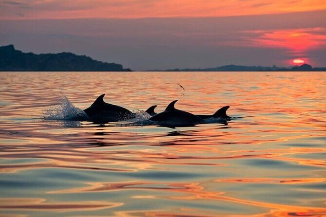 Dolphin Watching Boat Excursion to Figarolo Island from Olbia - Value for Money: Is It Worth It?  