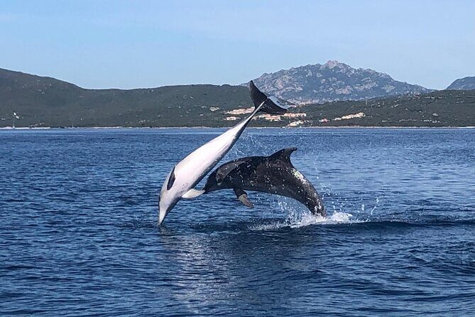 Dolphin Watching Boat Tour from Olbia - Key Points