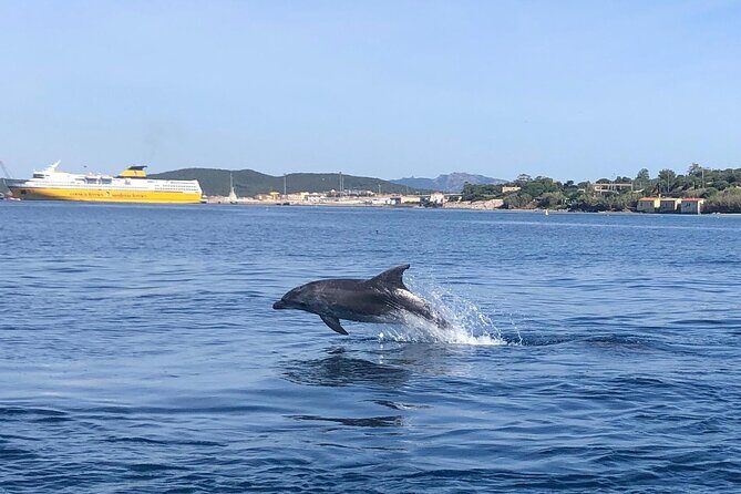 Dolphin Watching Boat Tour from Olbia - Frequently Asked Questions