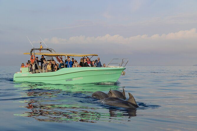 Dolphin watching by boat - Who Will Love This Tour?