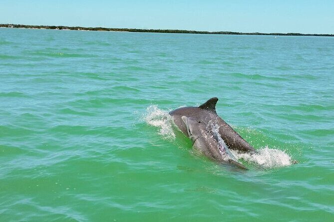 Dolphin watching by private boat from Isla Aguada - Who Should Consider This Tour?