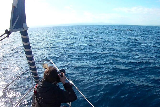 Dolphin Watching & Conservation - Dolphins in the Gulf of Catania - Final Thoughts: Who Is This Tour Perfect For?  