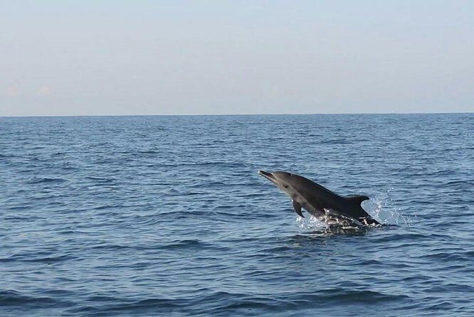 Dolphin Watching - The Itinerary in Detail: What to Expect