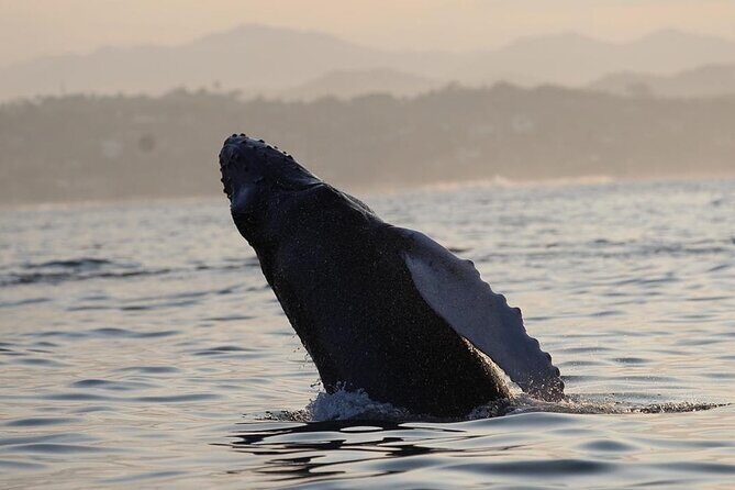 Dolphin Watching - The Price & Value