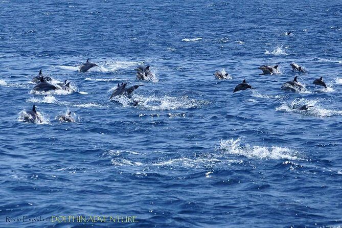 Dolphin Watching Excursion in Gibraltar - An In-Depth Look at the Dolphin Watching Experience