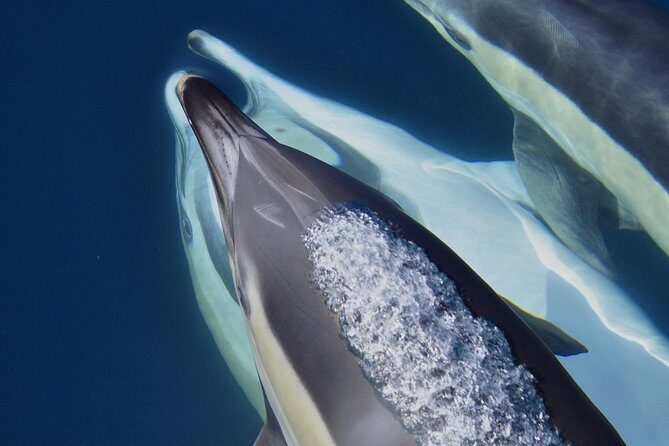 Dolphin Watching Excursion in Gibraltar - FAQ