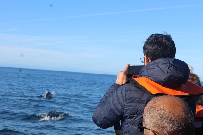 Dolphin Watching from Faro - The Itinerary in Detail: What Youll See and Do