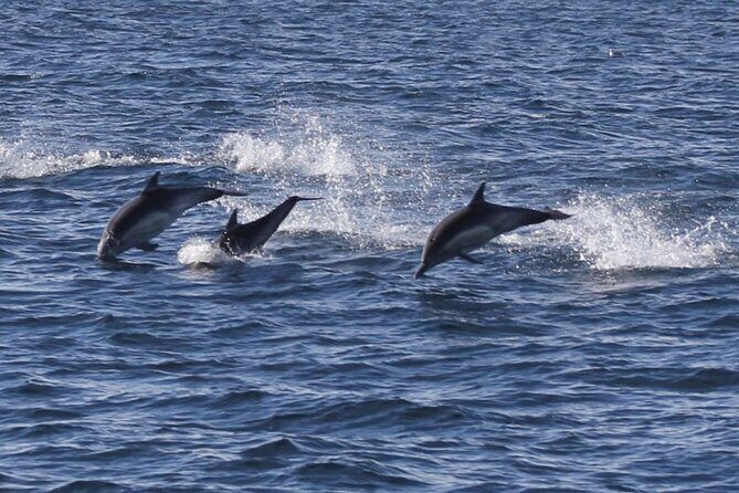 Dolphin Watching from Faro - FAQs