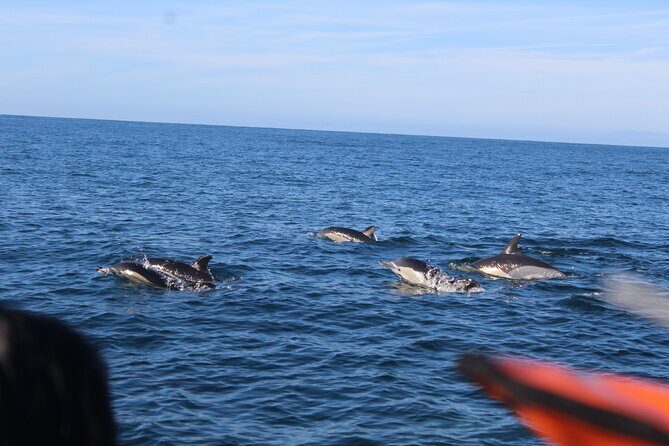 Dolphin Watching from Faro - Final Thoughts