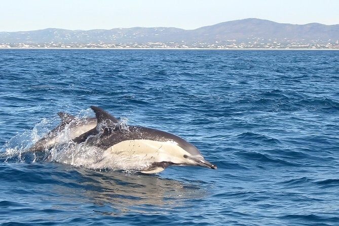Dolphin Watching from Fuzeta - What to Expect From the Dolphin Watching Tour