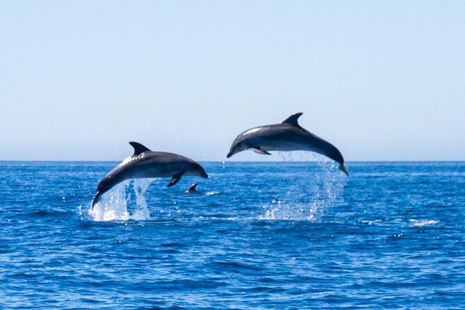 Dolphin Watching from Lagos with Marine Biologists - What the Tour Entails
