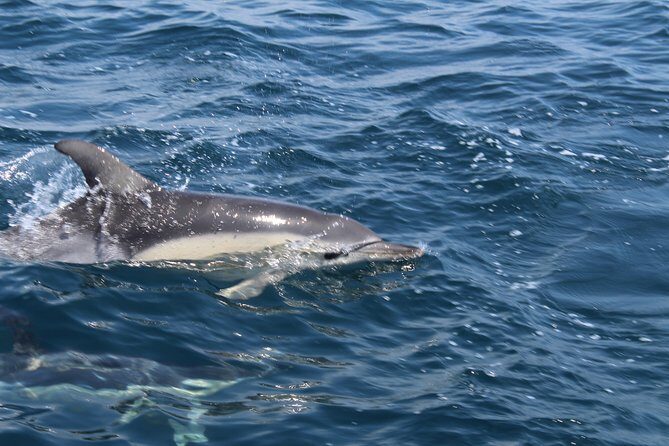 Dolphin Watching from Lagos with Marine Biologists - The Value of This Tour