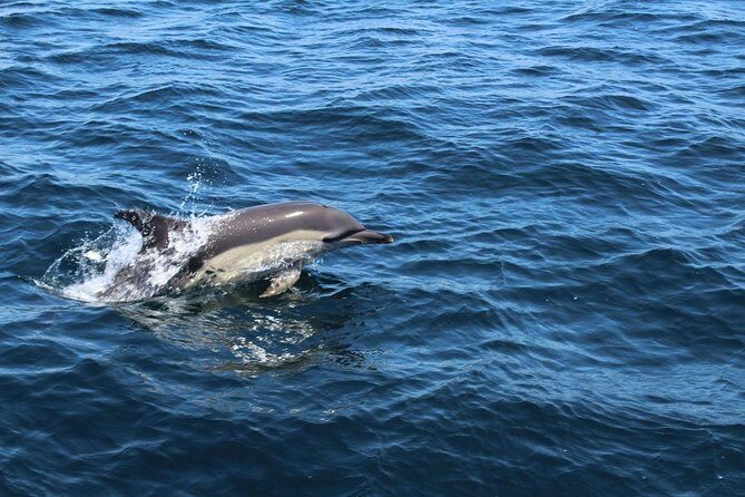 Dolphin Watching from Lagos with Marine Biologists - FAQ