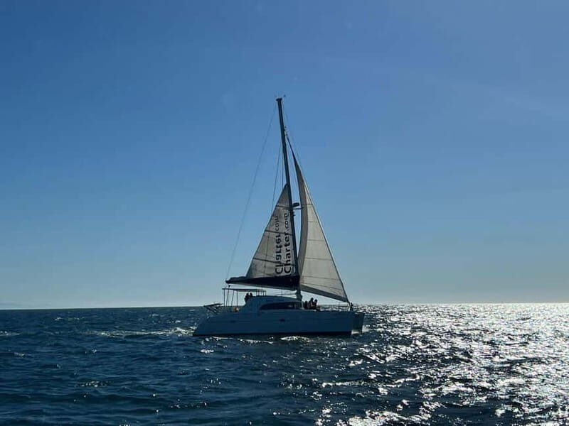 Dolphin watching in Estepona - In The Sum Up