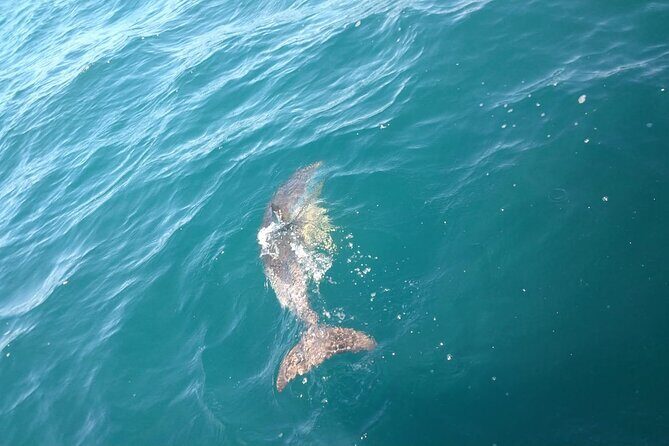 Dolphin Watching in Gibraltar with Dolphin Safari - Who Would Love This Tour?