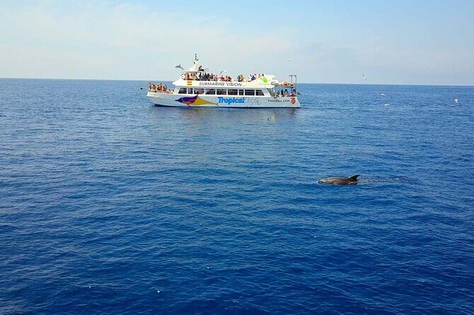 Dolphin Watching in Mallorca (Paguera) - Key Points