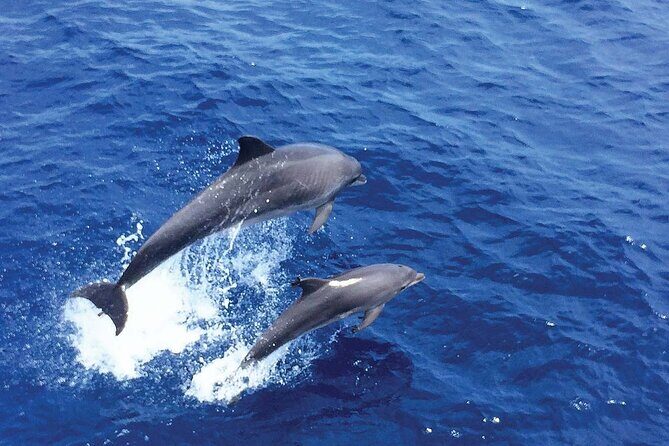 Dolphin Watching in Mallorca (Paguera) - FAQs