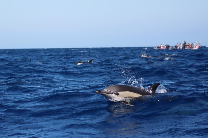 Dolphin-Watching in Marina de Lagos - FAQs