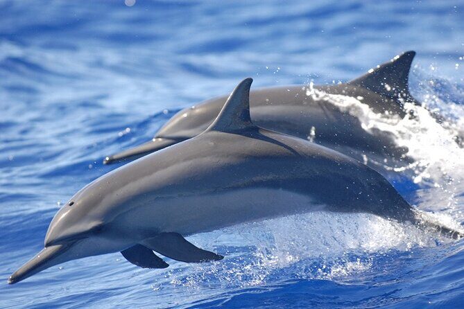 Dolphin Watching in Puerto Escondido - What to Expect on the Dolphin Watching Tour