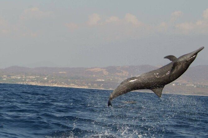 Dolphin Watching in Puerto Escondido - The Realistic Expectations and Considerations