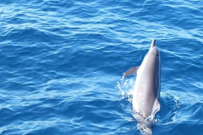 Dolphin Watching in Puerto Escondido - The Sum Up