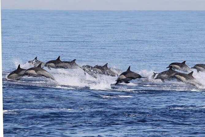 Dolphin Watching in Puerto Escondido - FAQs
