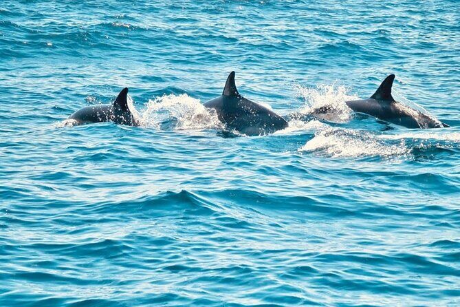 Dolphin Watching in Sesimbra - What to Expect from the Dolphin Watching Tour in Sesimbra